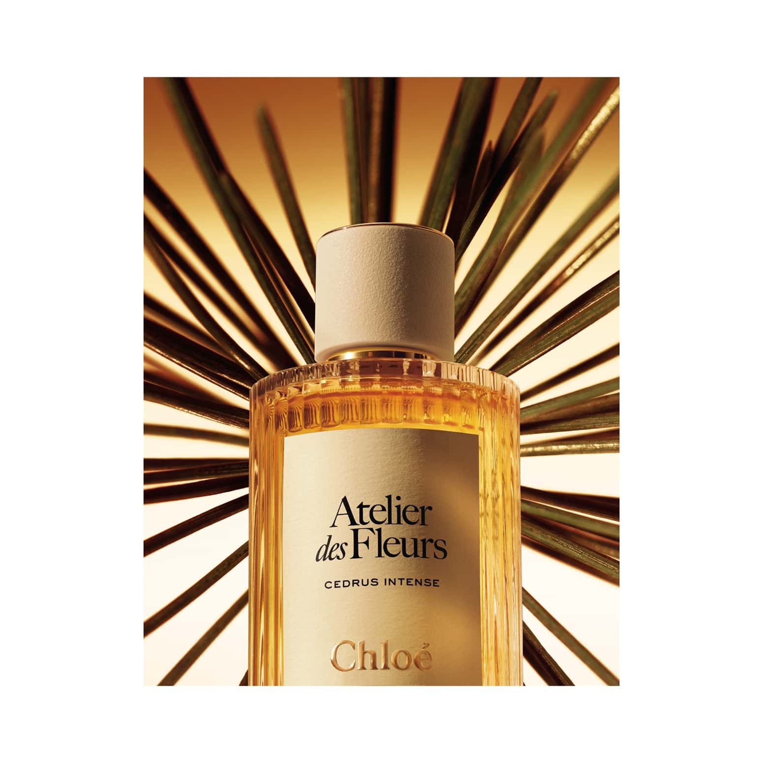 Chloé’s Atelier des Fleurs Cedrus Intense: Rediscovering Cedar